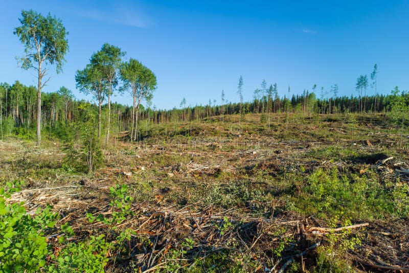 Summer Landscape with Deforestation. Environmental Problems in ...