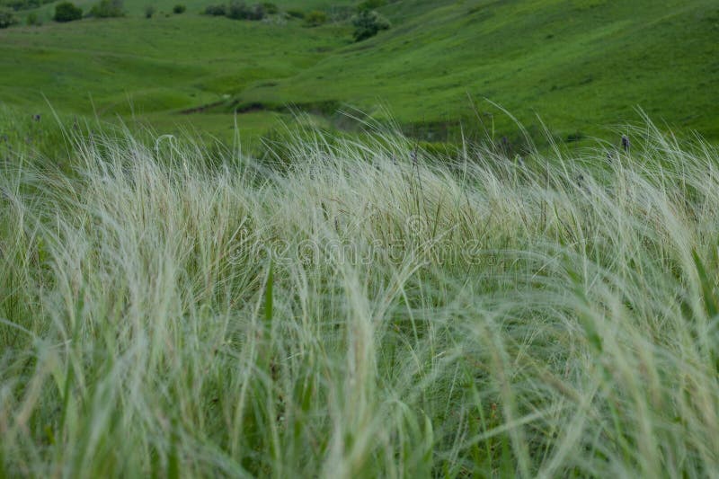 Summer Landscape, Field of Feather Grass Under the Blue Sky. Stock ...
