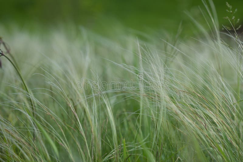 Summer Landscape, Field of Feather Grass Under the Blue Sky. Stock ...