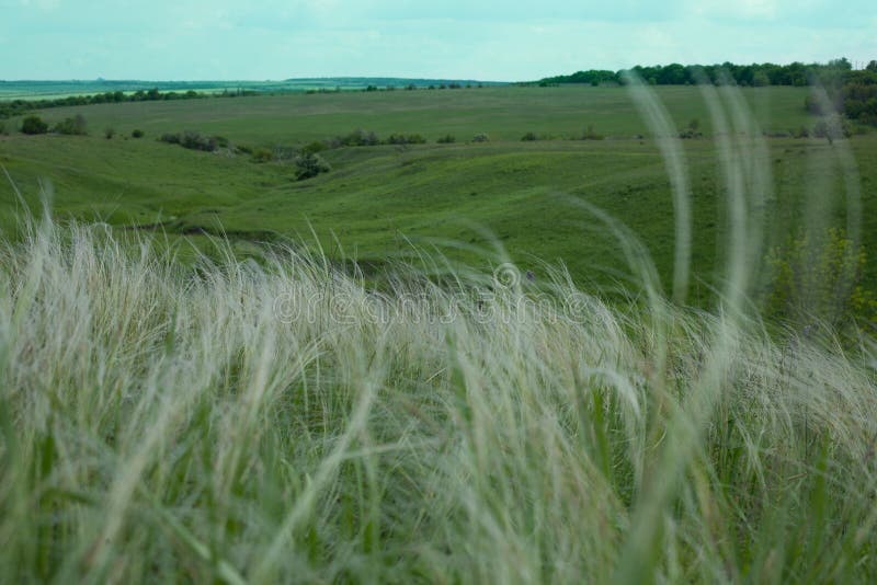 Summer Landscape, Field of Feather Grass Under the Blue Sky. Stock ...