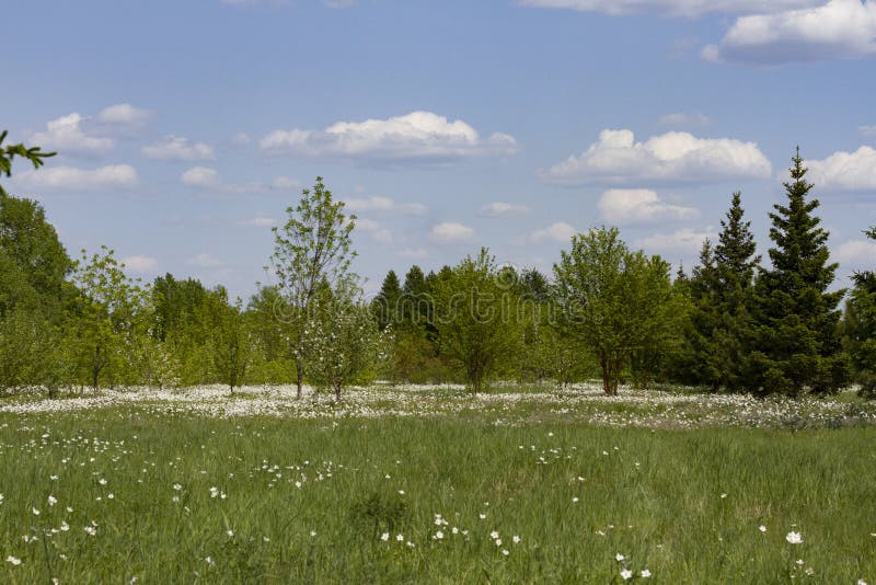 Landscape with a Field and Forest Extending into the Distance Stock ...