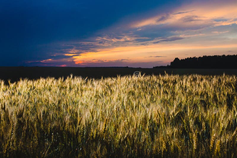 Field of Rye and Cloudy Sky at Sunset Stock Photo - Image of farming ...
