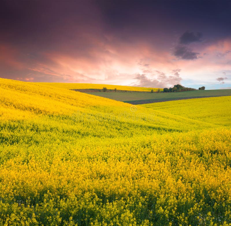 Field of yellow flowers stock photo. Image of light, outdoor - 29968334
