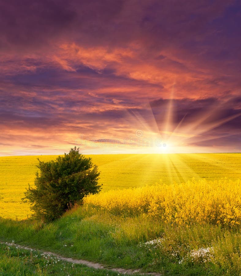 Field of Yellow Flowers. Sunset Stock Image - Image of panorama, gleam ...