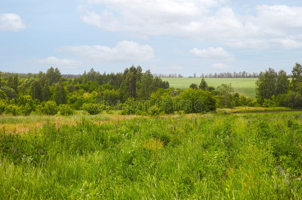 Summer Landscape with Fields, Trees and Sky Stock Image - Image of ...