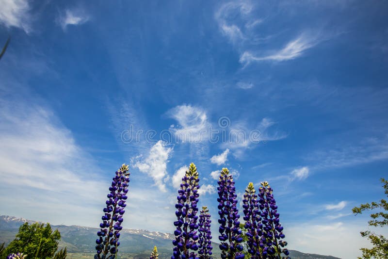 Summer Landscape and Flowers in Capcir Mountains, Pyrenees, Spain Stock ...