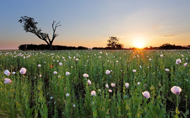 Summer Landscape with Flowers Stock Image - Image of countryside, grow ...