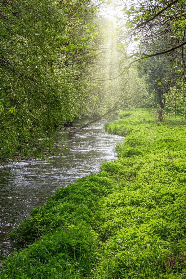 Summer Landscape of a Forest River. Beautiful Peaceful Stream Stock ...