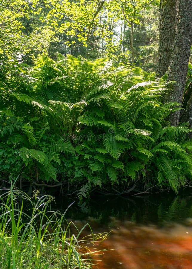 Landscape with Forest River Reflection View, Green Forest River View ...