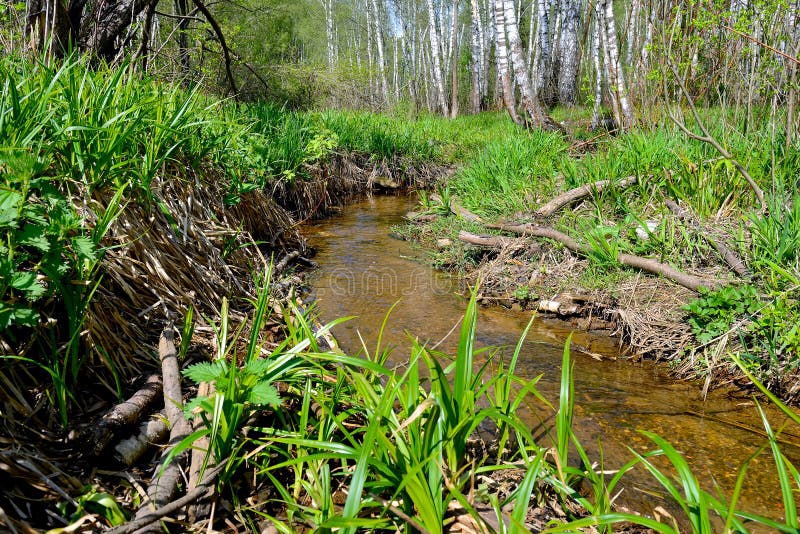 Summer Landscape with Forest Stream Stock Photo - Image of brook ...