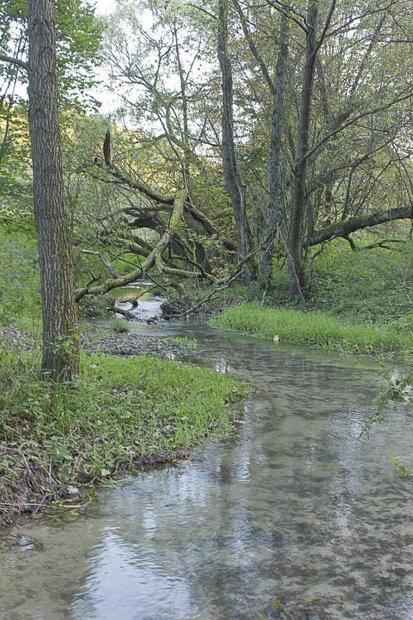 A Forest Stream with a Fallen Tree Stock Image - Image of grass, tree ...