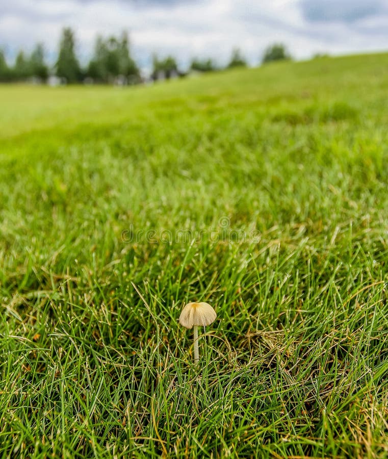 Summer Landscape Golf Course Panorama and Background Stock Photo ...