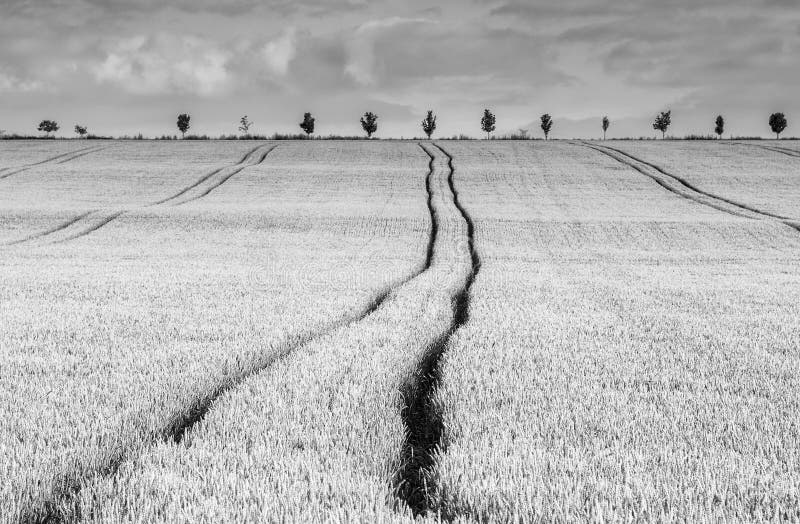 Line in grain stock image. Image of cloud, rural, farm - 119390703