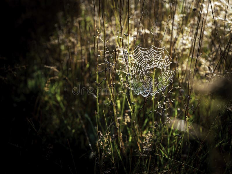 Spider Web with Dew Drops in the Grass Field at Sunrise Stock Photo ...