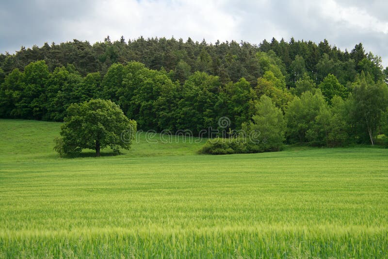 Summer Landscape of Grass and Trees Stock Image - Image of summer ...
