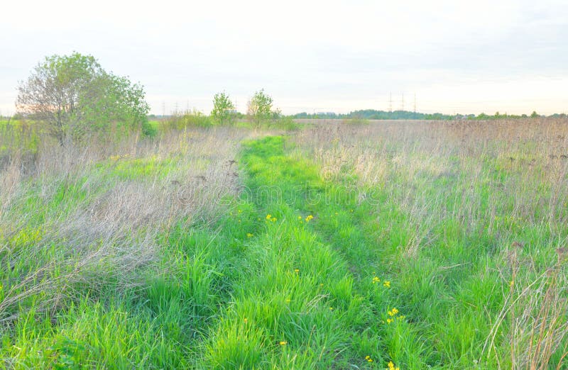 Summer Landscape with Green and Dry Grass. Stock Photo - Image of plant ...