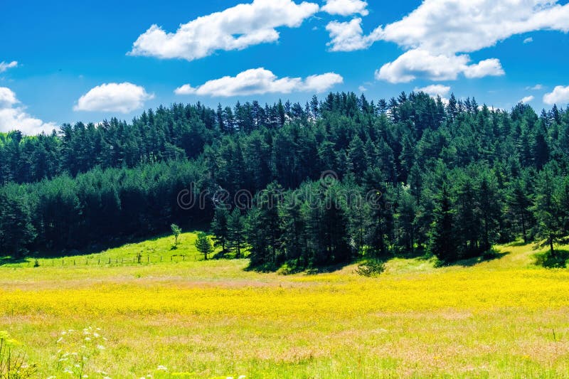 Summer Landscape of Green Field and Blue Sky Stock Photo - Image of ...