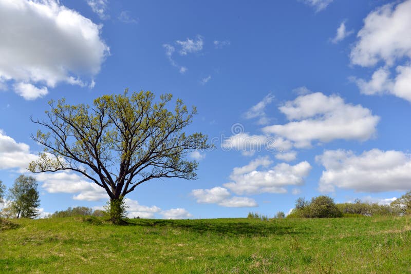 Summer Landscape with Green Field, Clouds and Big Tree - Image Stock ...