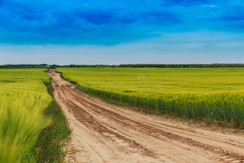 Summer Landscape with Green Grass, Road Stock Image - Image of ...