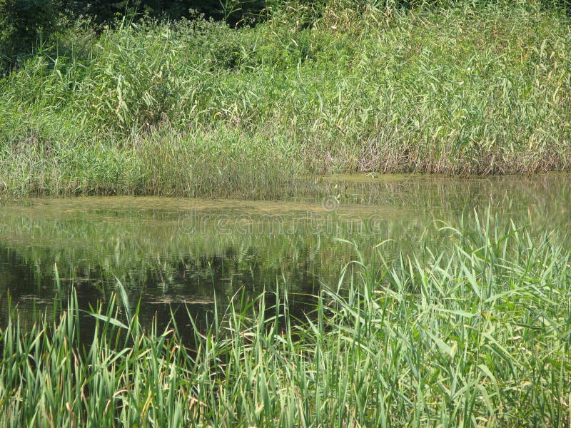 Summer Landscape stock image. Image of small, shore, pond - 91930651