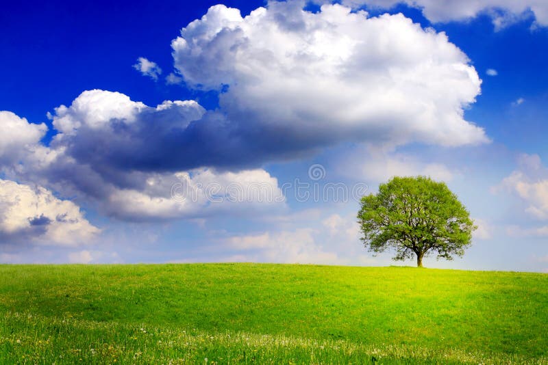 Summer landscape . stock photo. Image of grass, meadow - 39694318