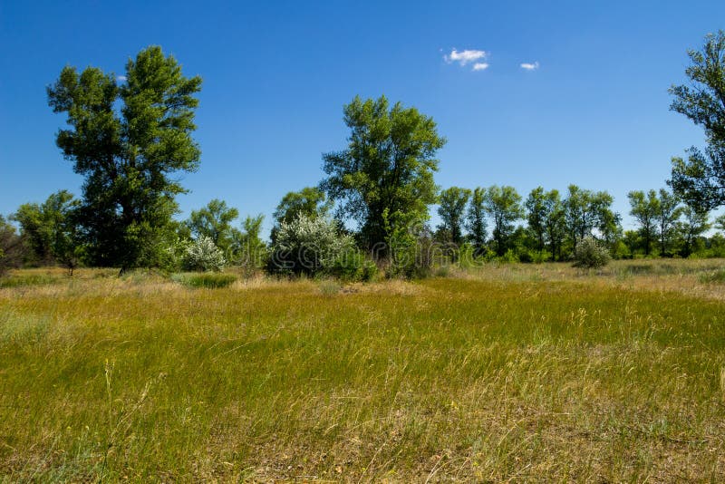 Summer Landscape with Green Trees, Meadow and Blue Sky Stock Image ...