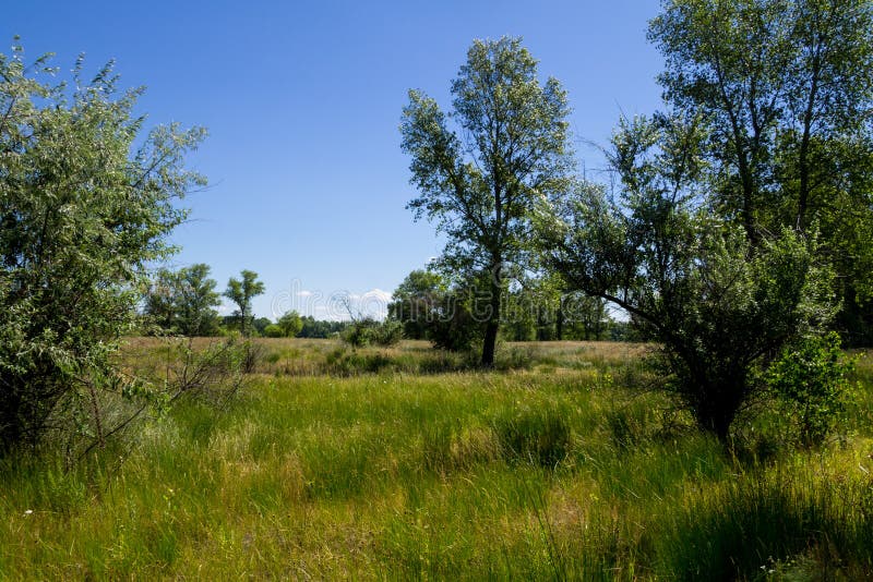 Summer Landscape with Green Trees, Meadow and Blue Sky Stock Photo ...