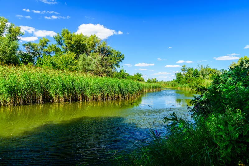 Summer Landscape with the Green Trees and River Stock Photo - Image of ...