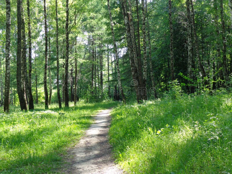 Path between the trees. stock photo. Image of close - 173098004