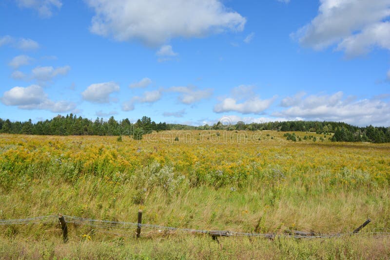 Summer landscape stock photo. Image of botany, asbestos - 77505784