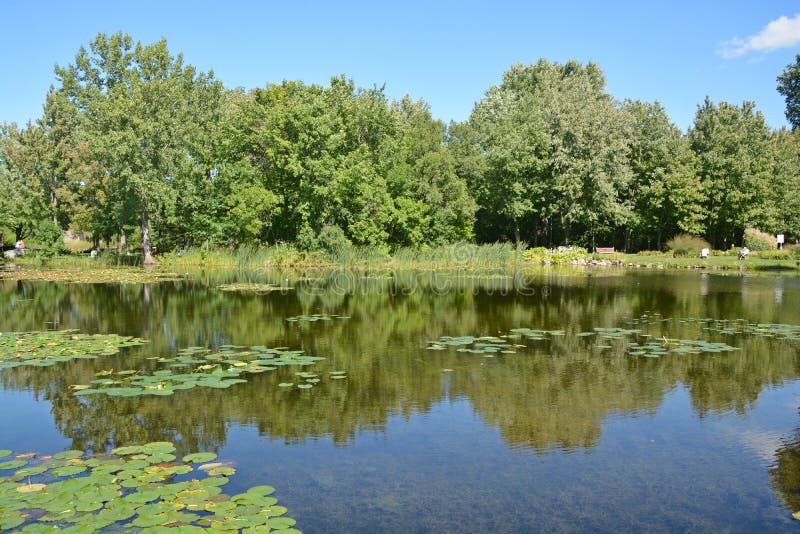 Summer landscape stock photo. Image of botany, botanical - 77507360