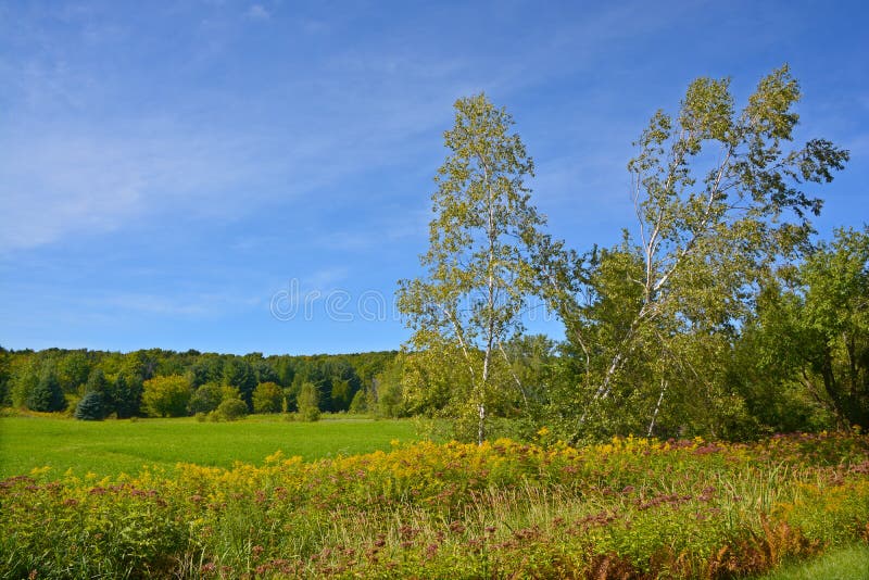 Summer landscape stock photo. Image of goldenrod, bromont - 77624412