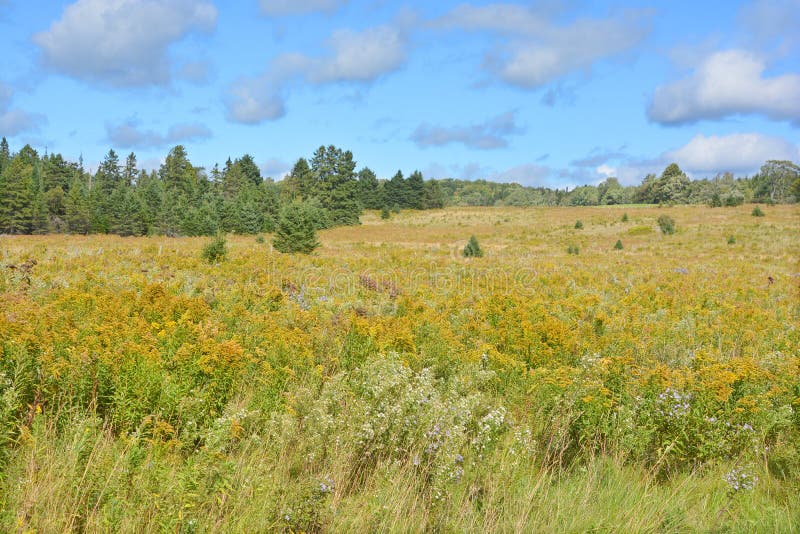 Summer landscape stock photo. Image of gardening, fresh - 77558180