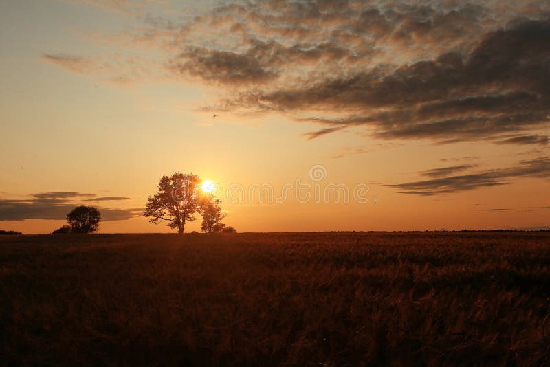 Summer Landscape with a Lone Tree at Sunset Stock Image - Image of ...