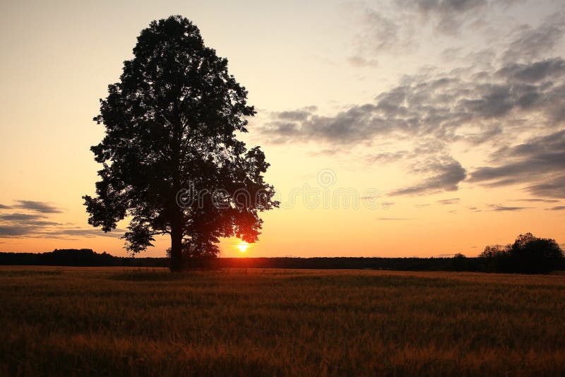 Summer Landscape with a Lone Tree at Sunset Barley Field Stock Photo ...