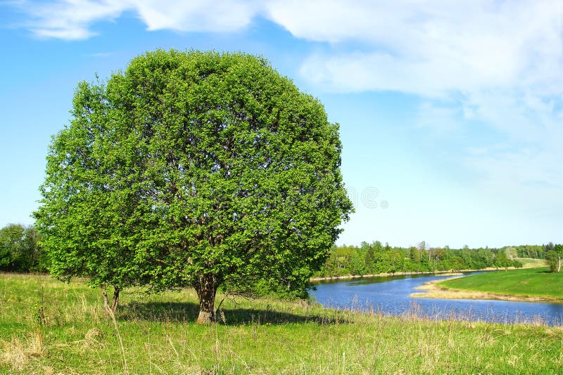 Osuga River Stock Photos - Free & Royalty-Free Stock Photos from Dreamstime