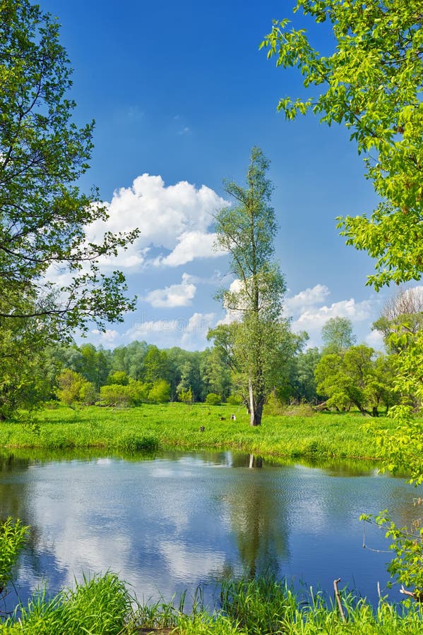 Summer Landscape with Lonely Tree and Blue Sky Stock Image - Image of ...