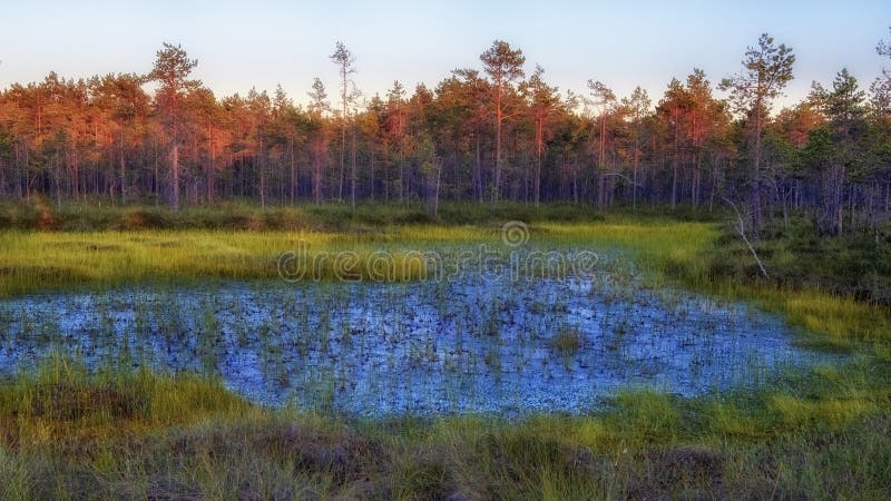 Summer Landscape with Marsh Bog and Lake at Sunset Summer Stock Image ...