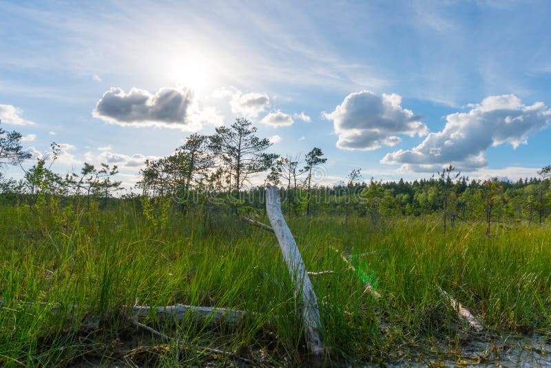 Summer landscape stock image. Image of fluffy, foliage - 14550227