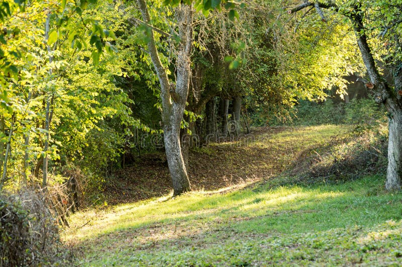 Summer Landscape Meadow and Forest Border Stock Photo - Image of bark ...
