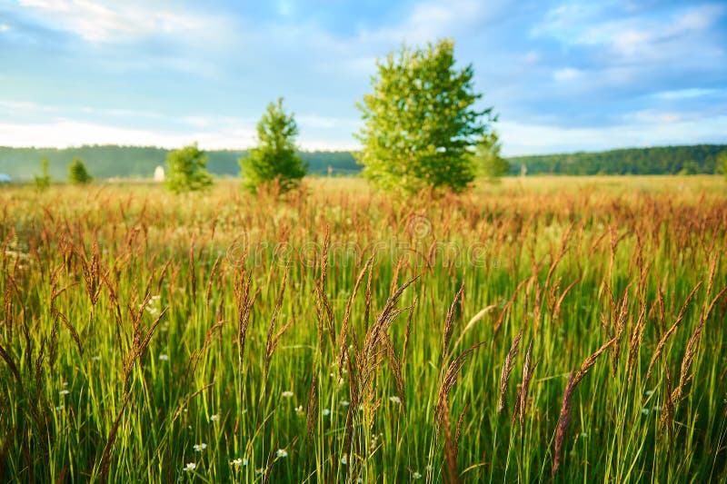 Simple Summer Landscape with Meadow and Young Trees Stock Image - Image ...