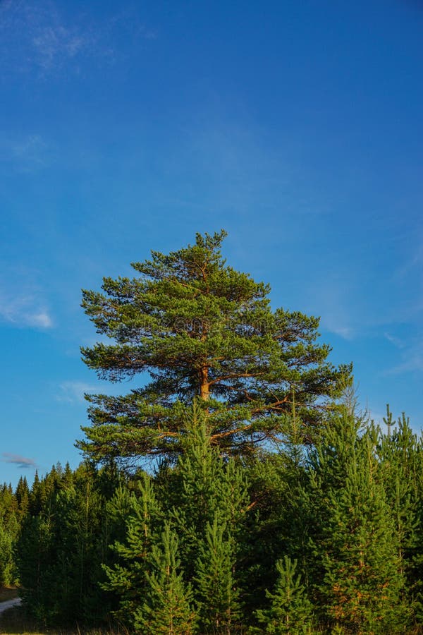 Summer Landscape. Mighty Tree. Giant of the Forest Stock Photo - Image ...