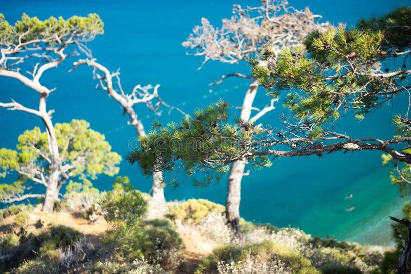 Pine Tree with Blue Sea Background Turkey Stock Image - Image of rock ...