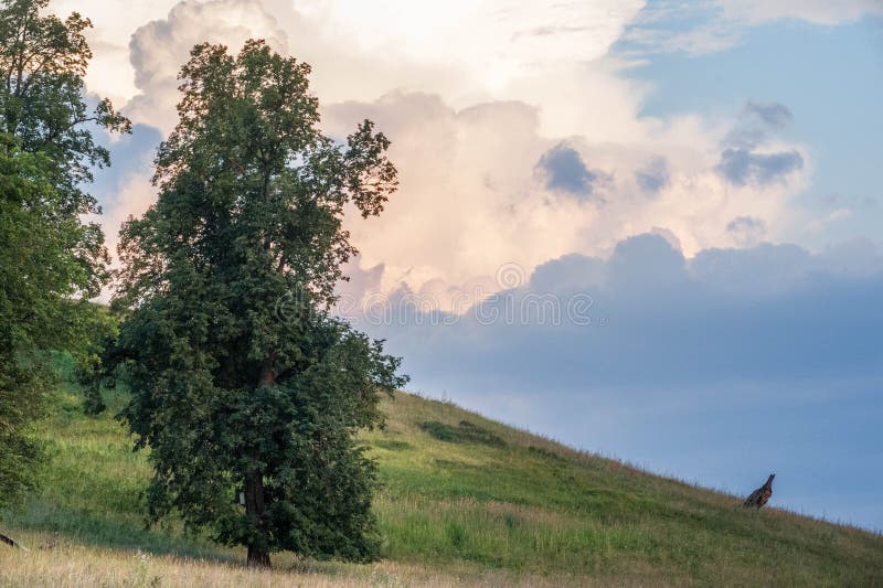 Summer Landscape, Mountainside on the Background of the Setting Sun ...
