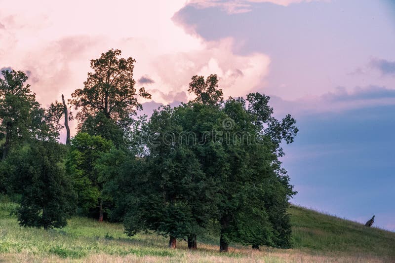 Summer Landscape, Mountainside on the Background of the Setting Sun ...