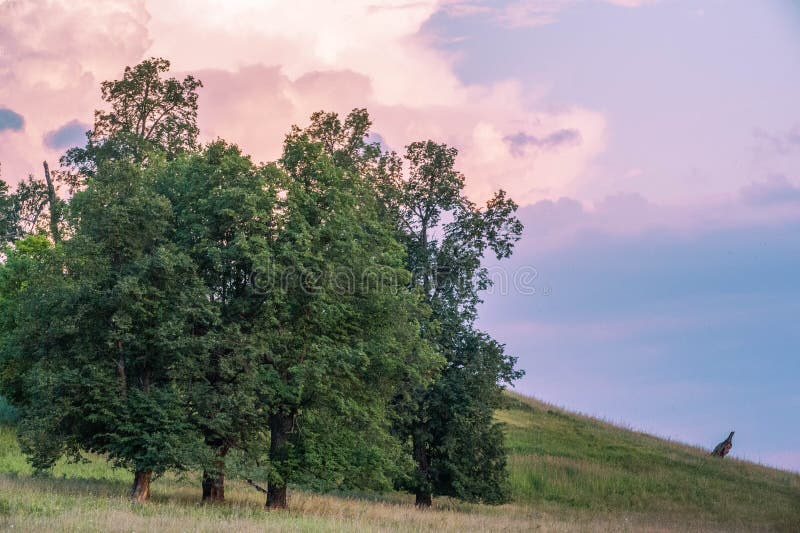Summer Landscape, Mountainside on the Background of the Setting Sun ...