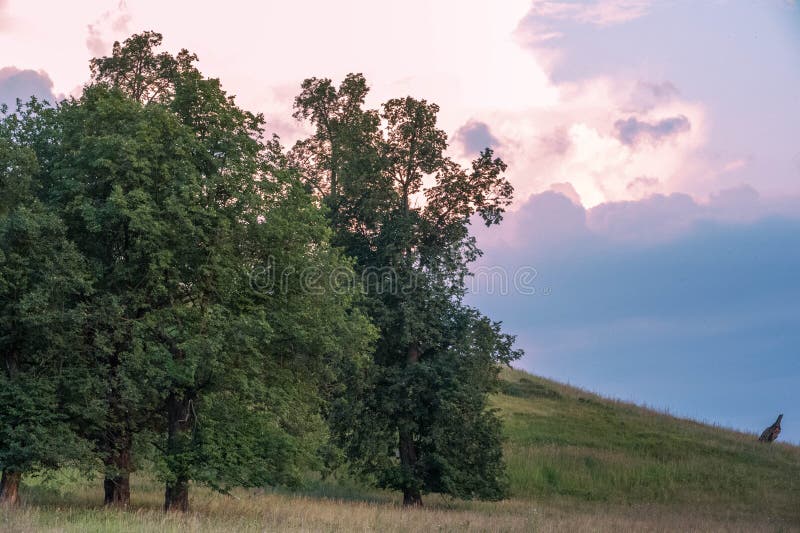 Summer Landscape, Mountainside on the Background of the Setting Sun ...