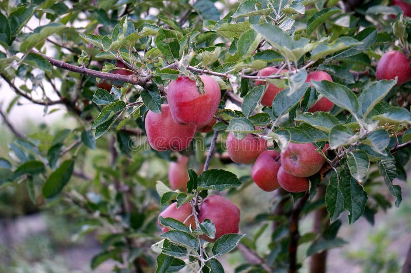 Natural Red Apples Hanging on a Tree among Green Foliage in the Natural ...