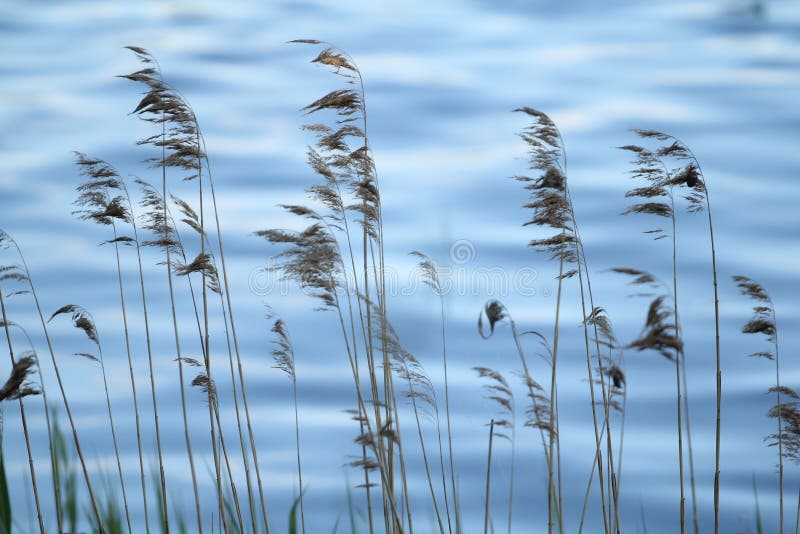 Landscape near water stock image. Image of candleholder - 100124609
