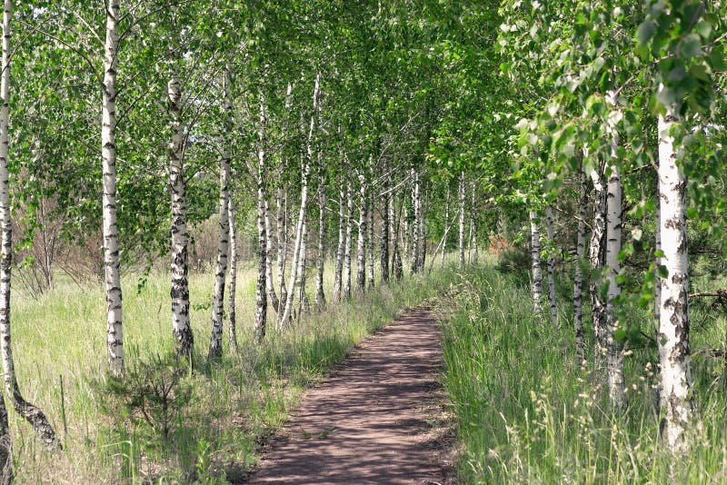 Summer Landscape. Path in the Birch Copse Stock Photo - Image of tree ...
